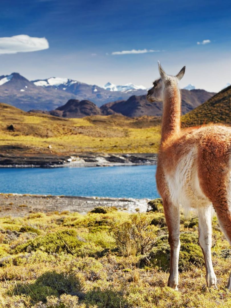 Everything You Need To Know About Traveling Patagonia - No Hurry To Get ...